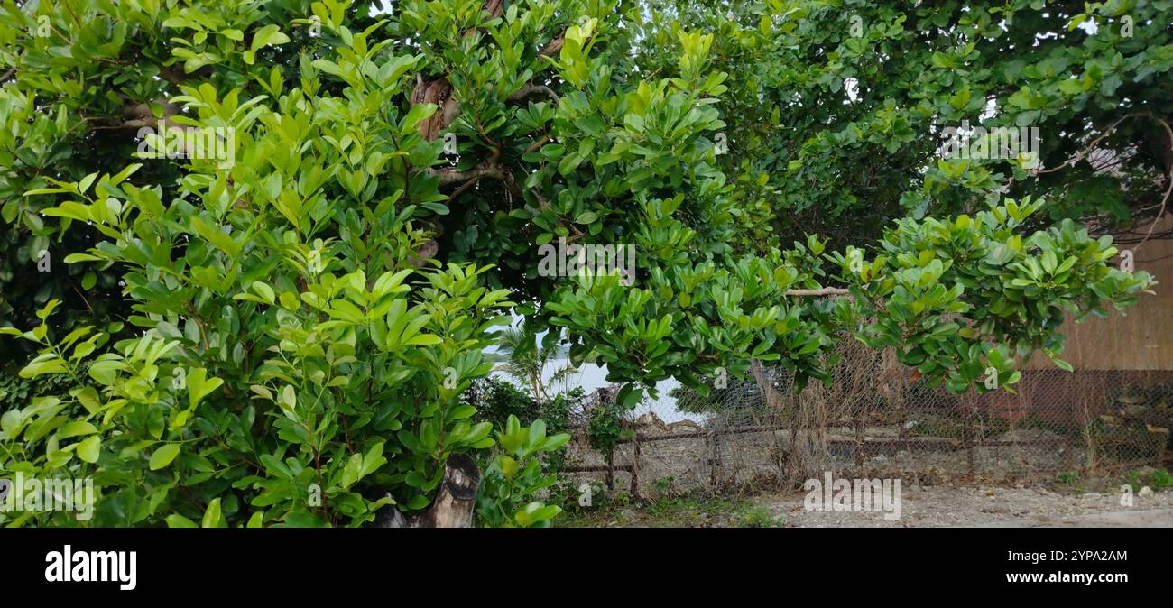 cannonball mangrove (Xylocarpus granatum Stock Photo - Alamy