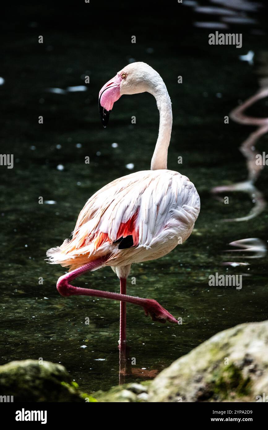 A graceful flamingo stands on one leg in shallow water, showcasing its ...