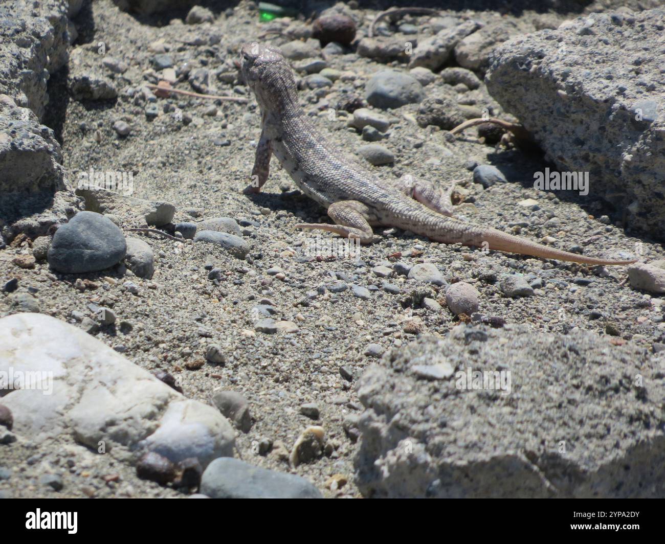 Hispaniolan Dune Curlytail Lizard (Leiocephalus sixtoi Stock Photo - Alamy