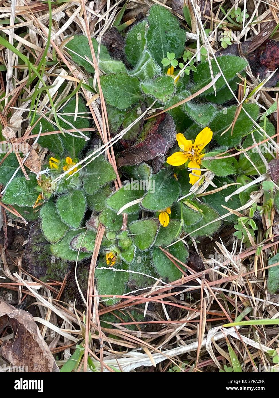 northern green-and-gold (Chrysogonum virginianum Stock Photo - Alamy