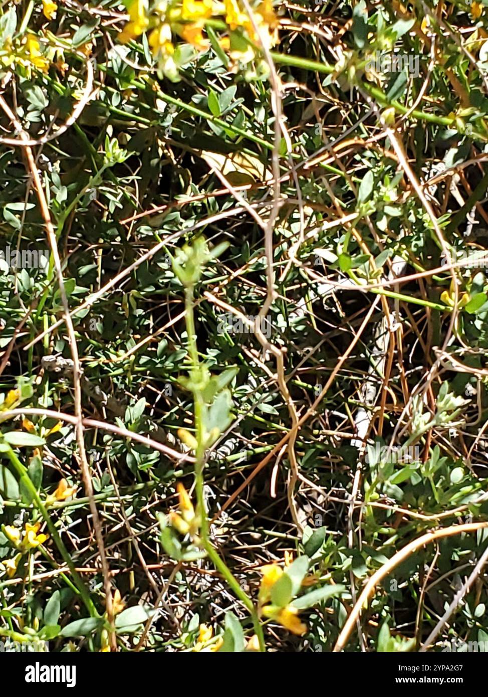 short-winged deerweed (Acmispon glaber brevialatus Stock Photo - Alamy