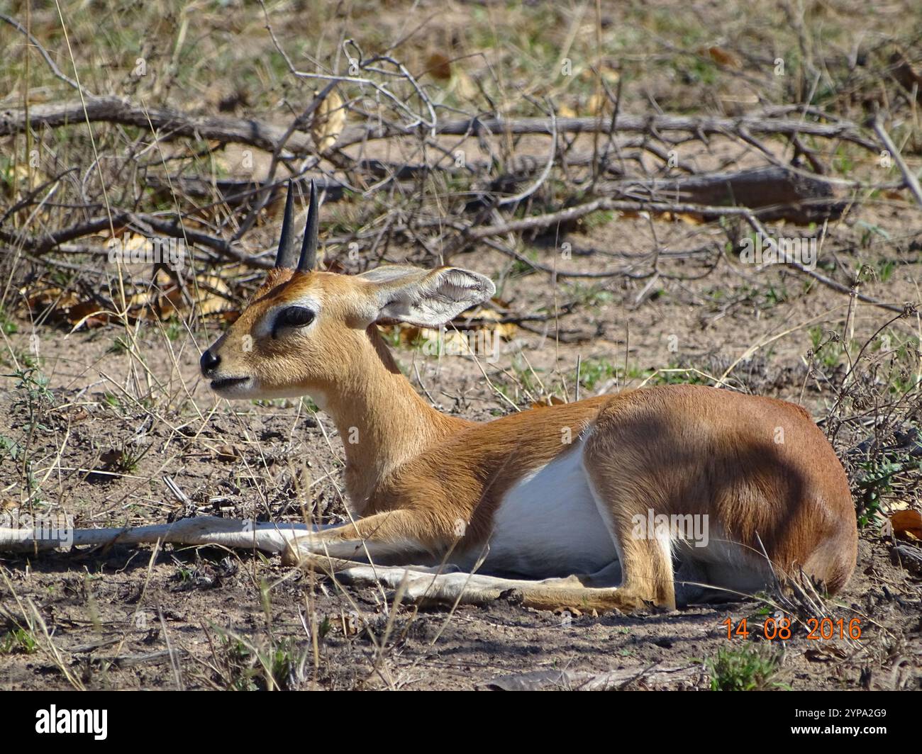 Southern Steenbuck (Raphicerus campestris campestris Stock Photo - Alamy