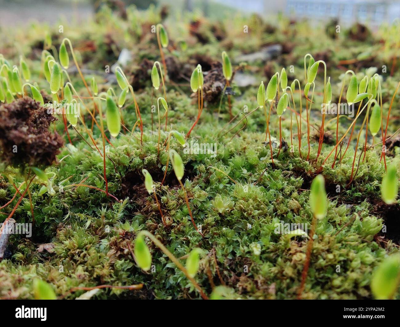Capillary Thread-moss (Ptychostomum capillare Stock Photo - Alamy