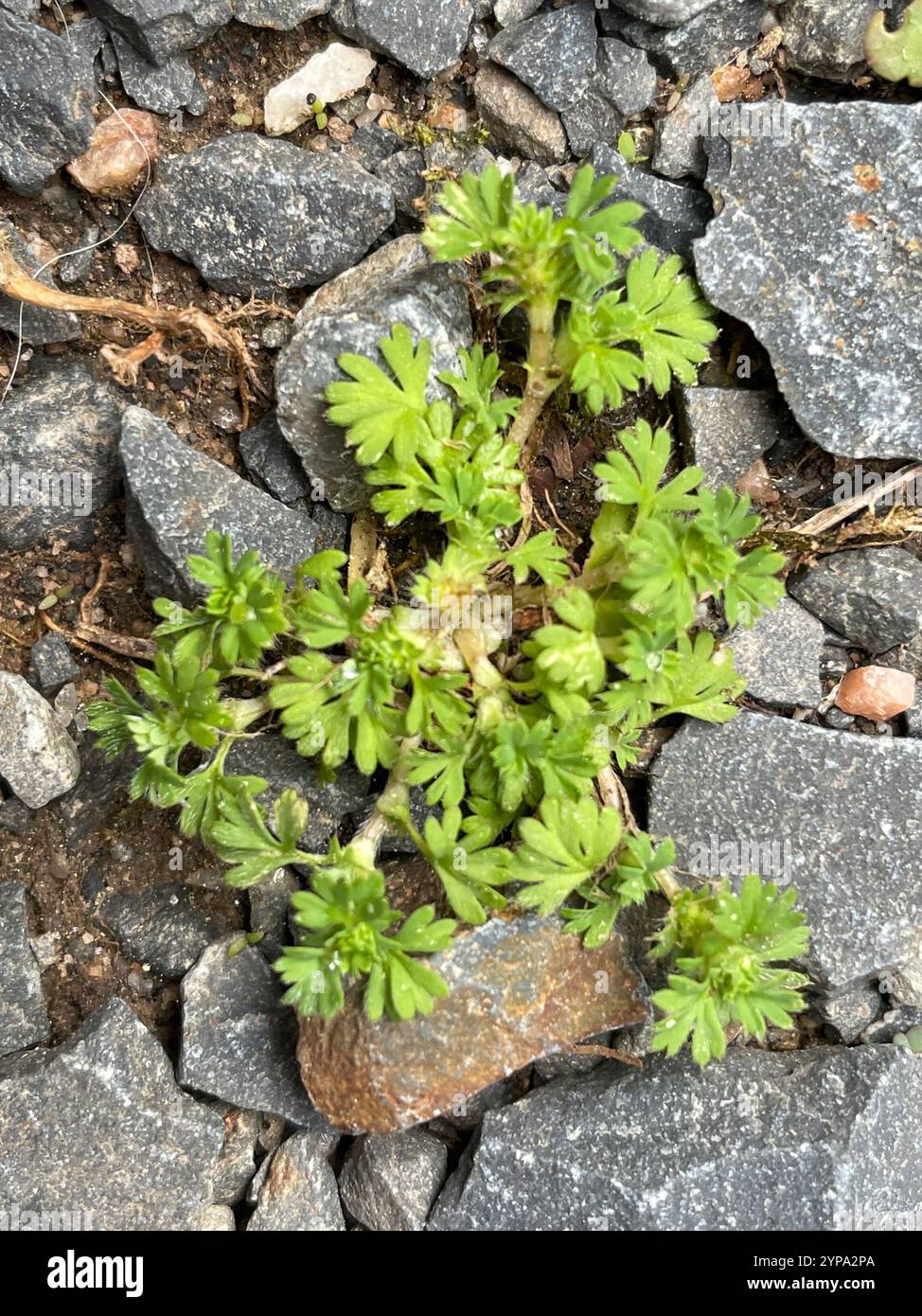 Slender parsley-piert (Alchemilla australis Stock Photo - Alamy