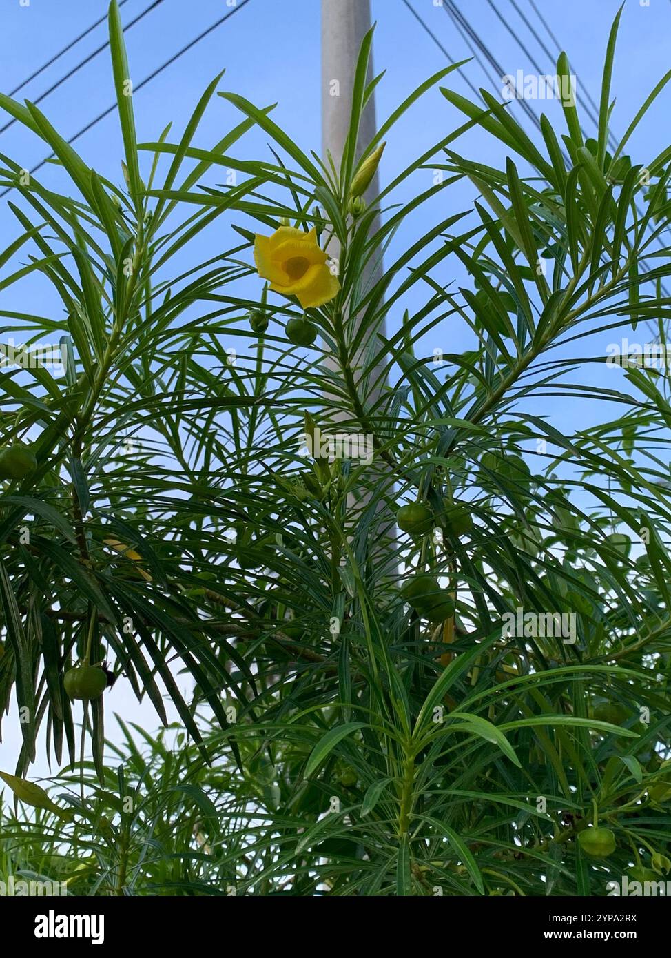 Be-still tree (Cascabela thevetia Stock Photo - Alamy