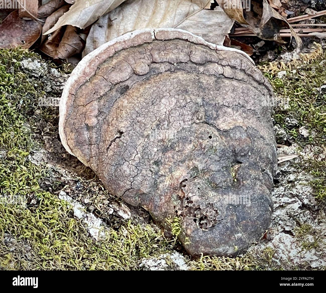 artist's bracket (Ganoderma applanatum Stock Photo - Alamy