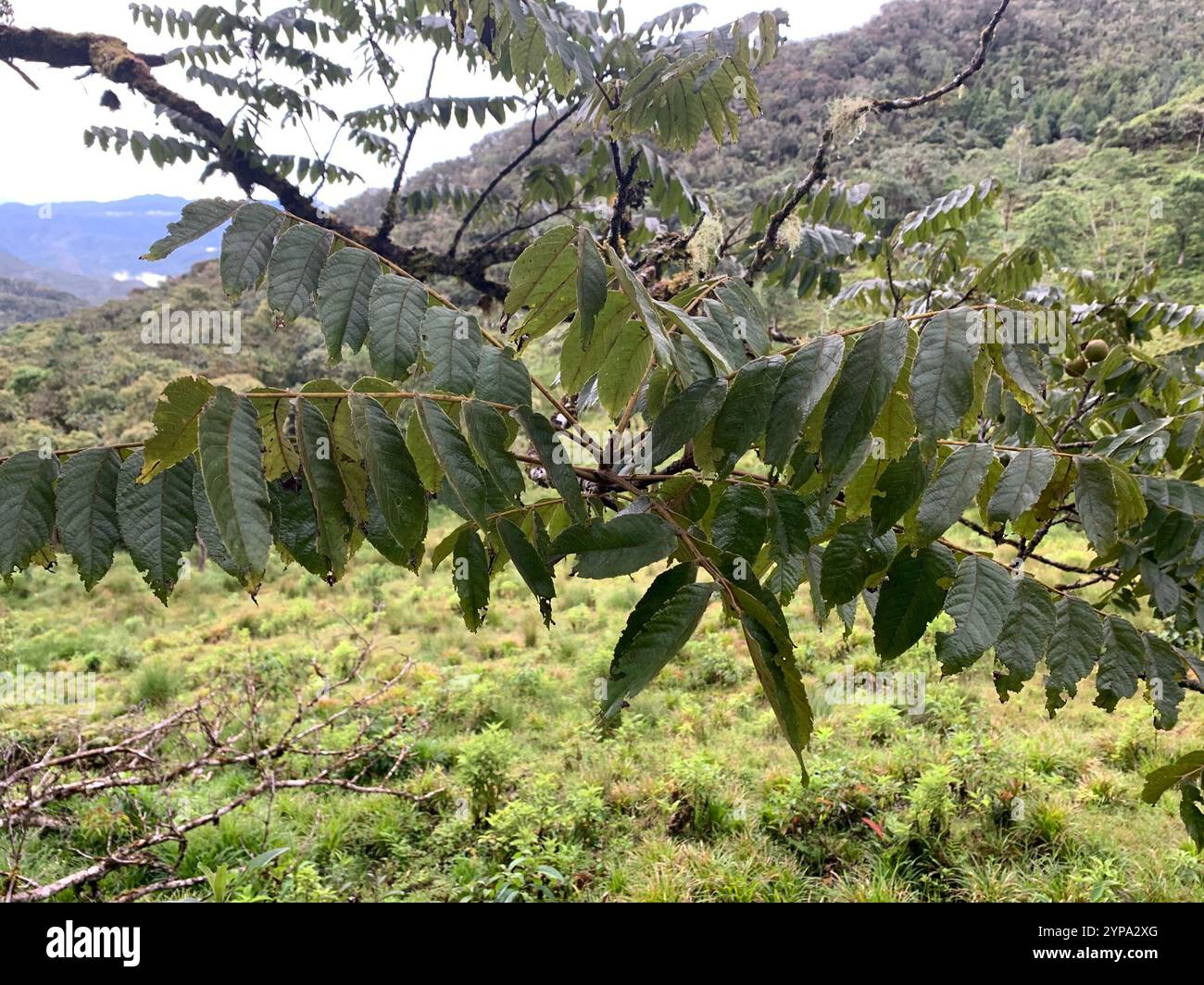 Juglans neotropica hi-res stock photography and images - Alamy