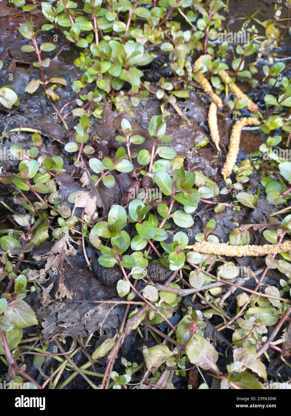 American brooklime hi-res stock photography and images - Alamy