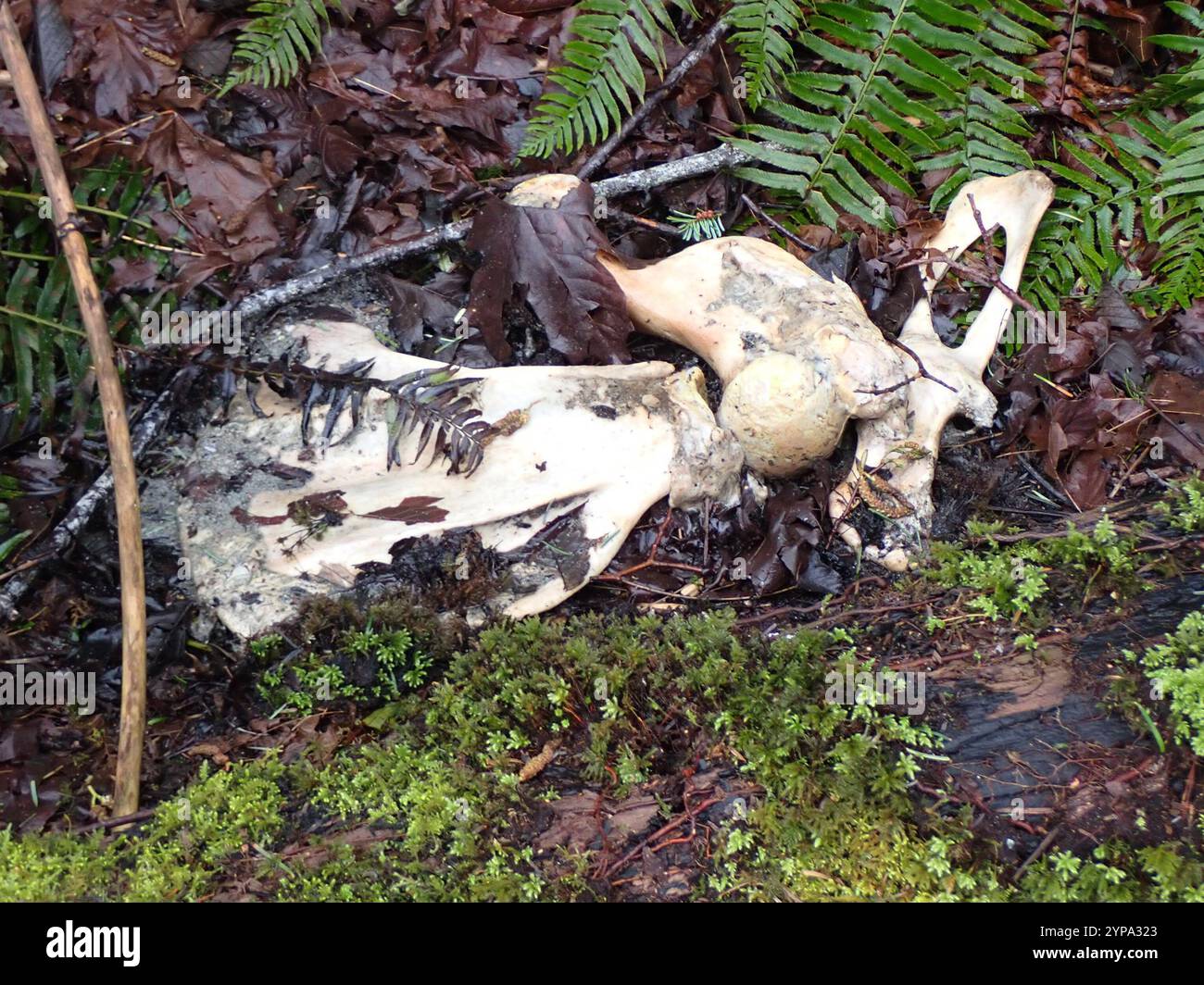 Eared Seals (Otariidae Stock Photo - Alamy