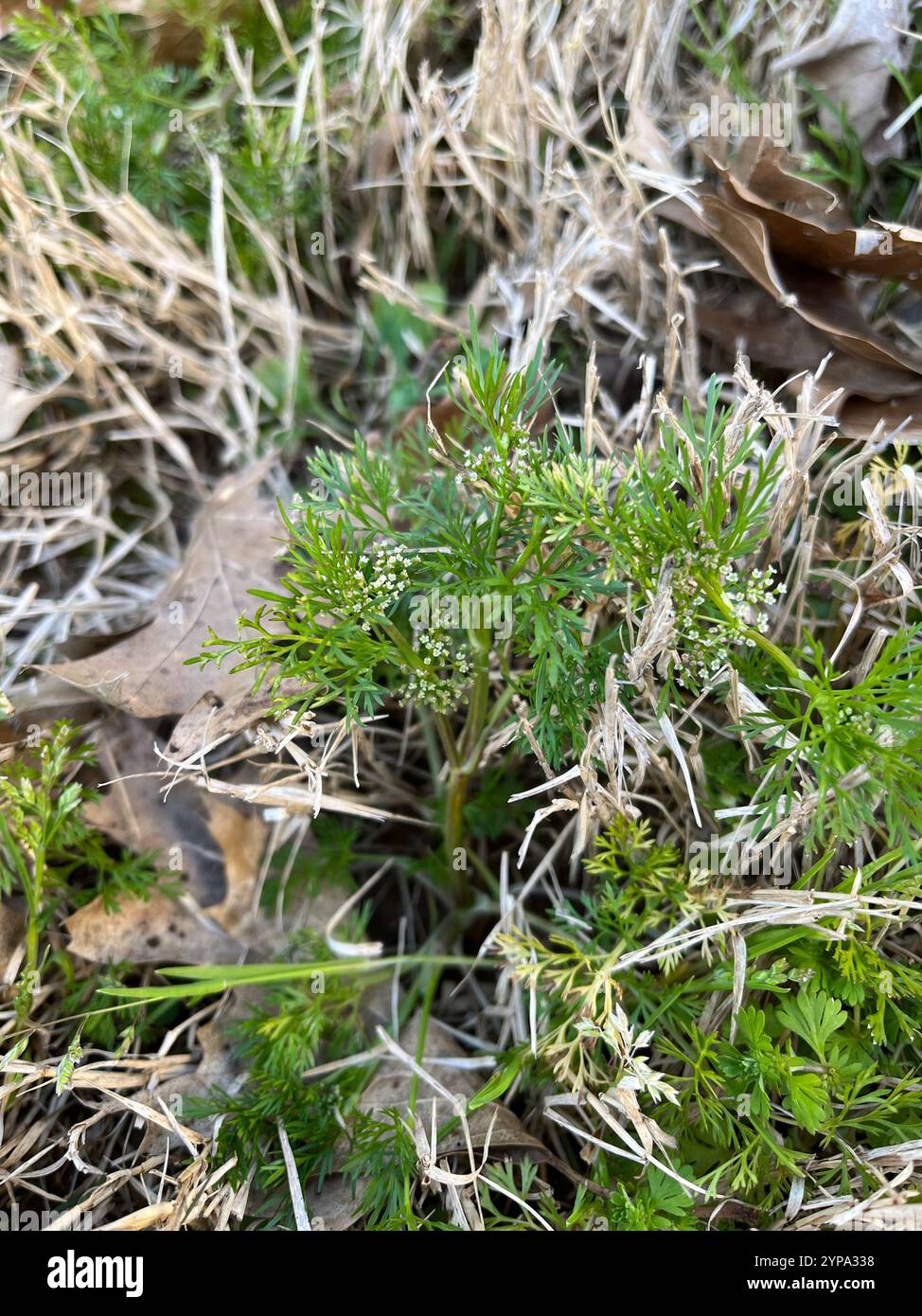 Marsh parsley (Cyclospermum leptophyllum Stock Photo - Alamy