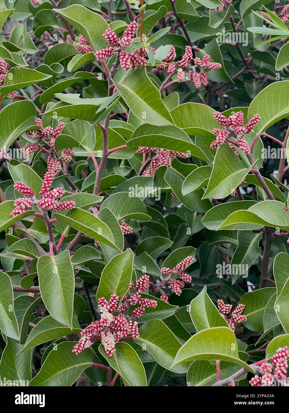 sugar bush (Rhus ovata Stock Photo - Alamy