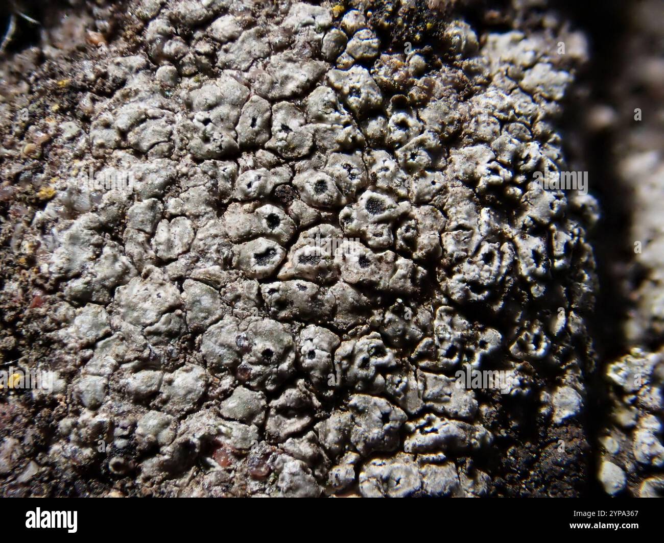 Sunken disk lichen hi-res stock photography and images - Alamy