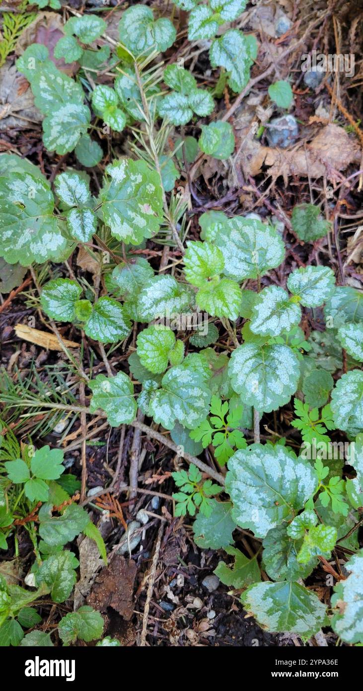 Variegated Yellow Archangel (Lamium galeobdolon argentatum Stock Photo ...