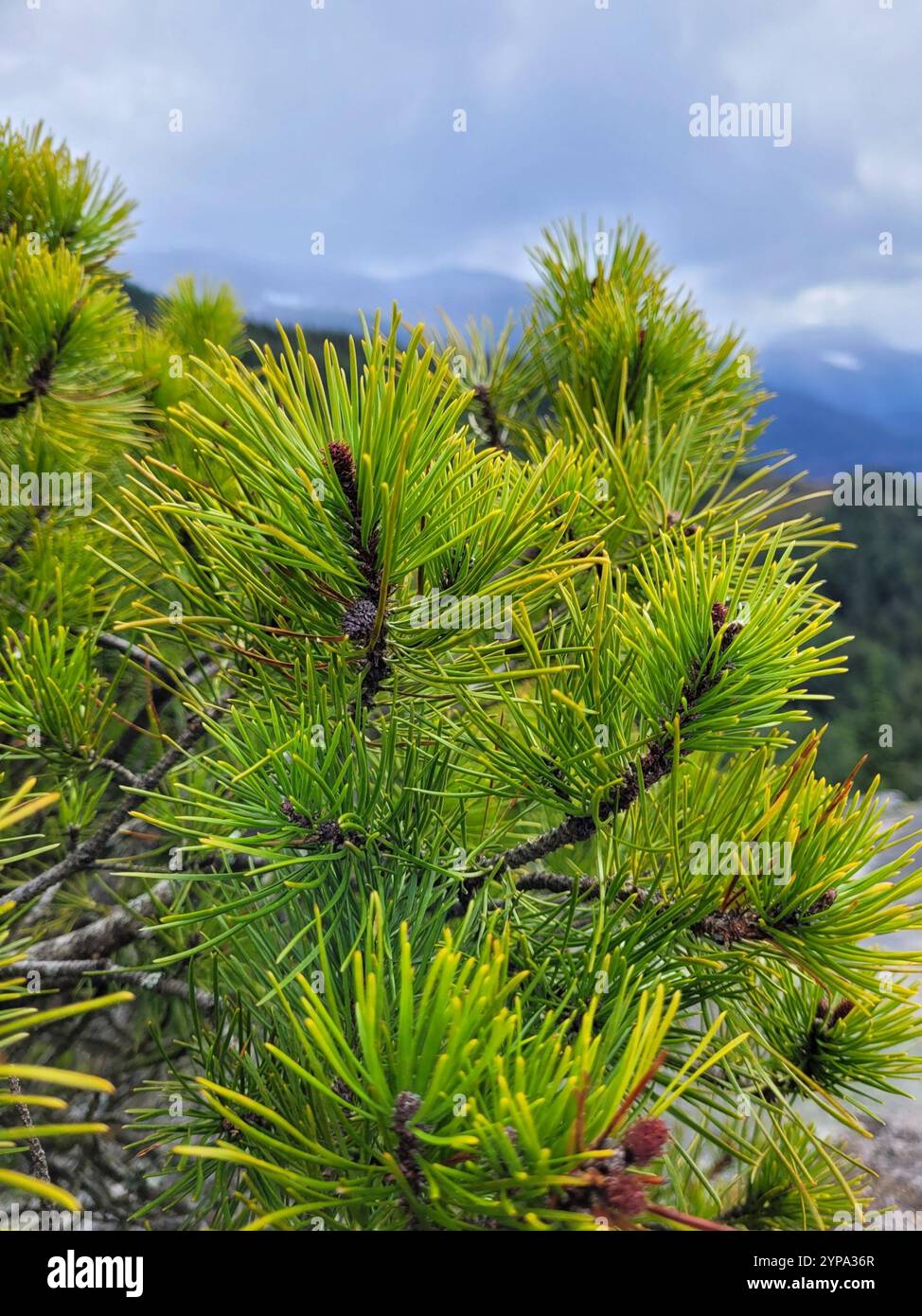 Shore Pine (Pinus contorta contorta Stock Photo - Alamy