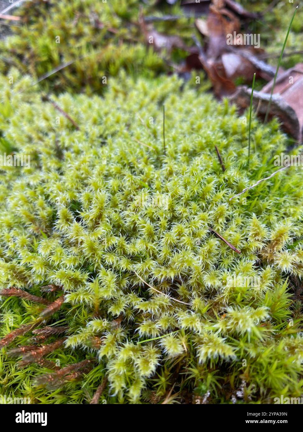 Elongate Rock Moss (Racomitrium elongatum Stock Photo - Alamy