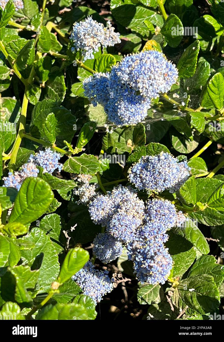 Blueblossom Ceanothus Thyrsiflorus Stock Photo Alamy