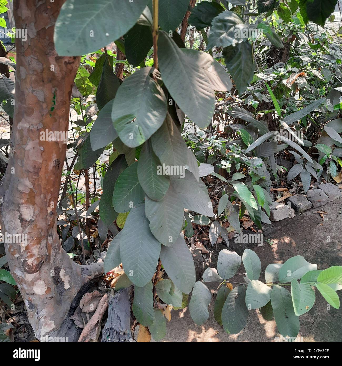 Common guava (Psidium guajava Stock Photo - Alamy