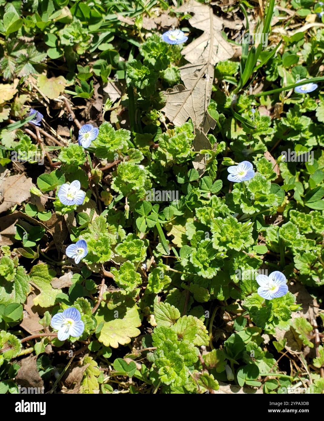 bird's-eye speedwell (Veronica persica Stock Photo - Alamy