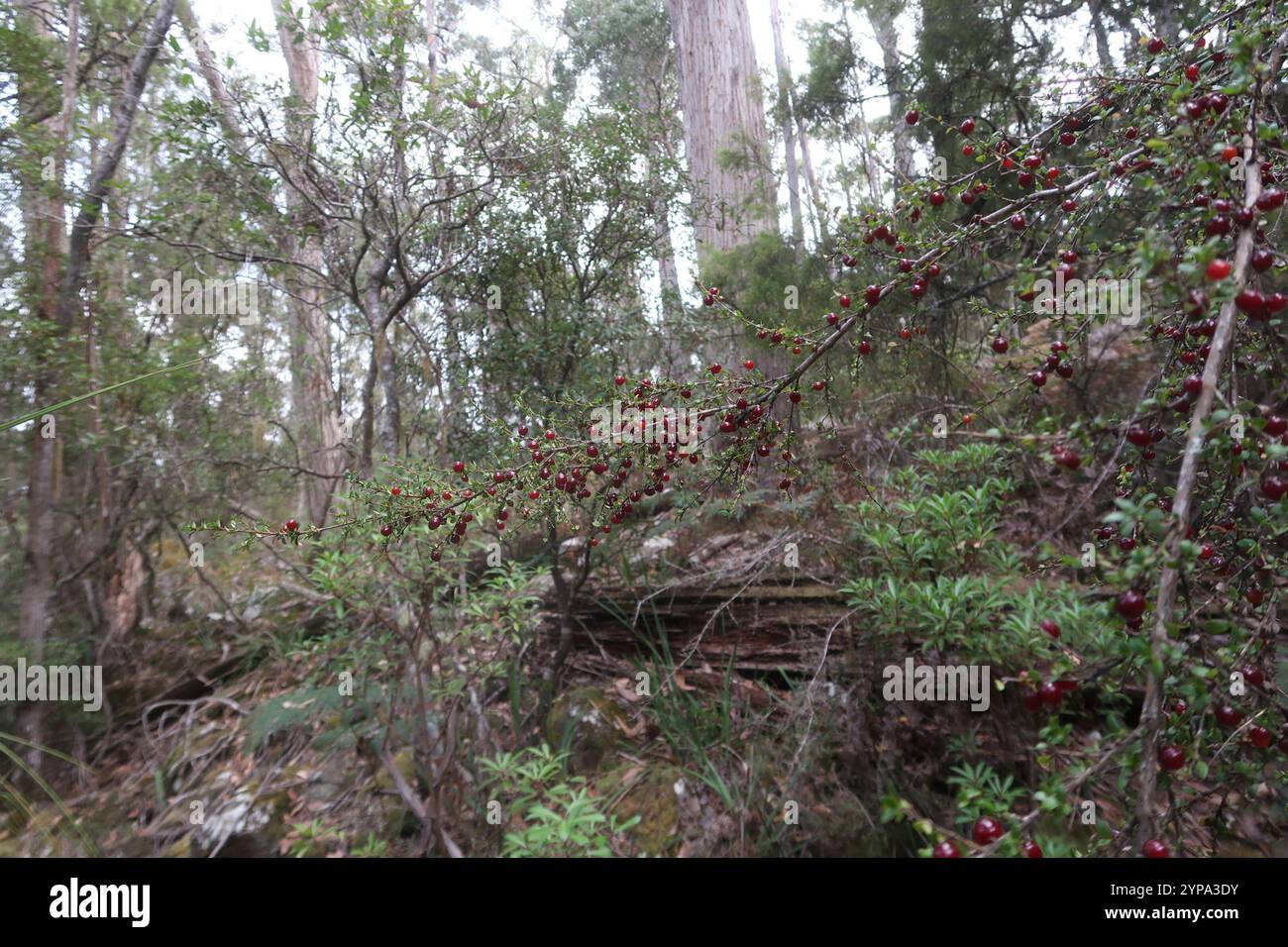 Prickly Currant-Bush (Coprosma quadrifida Stock Photo - Alamy