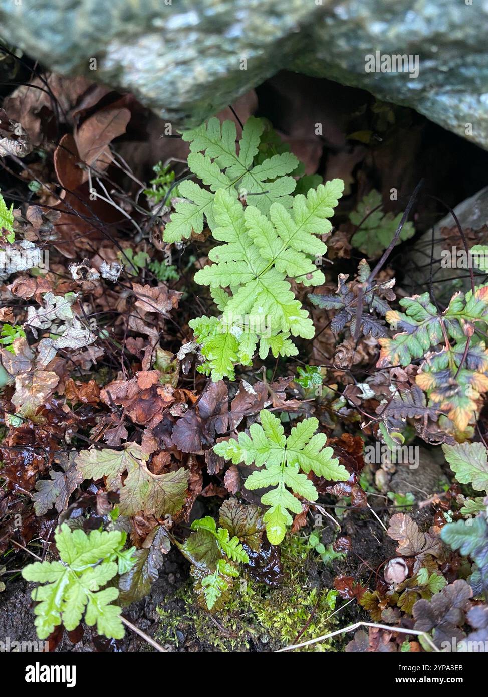 goldback fern (Pentagramma triangularis Stock Photo - Alamy