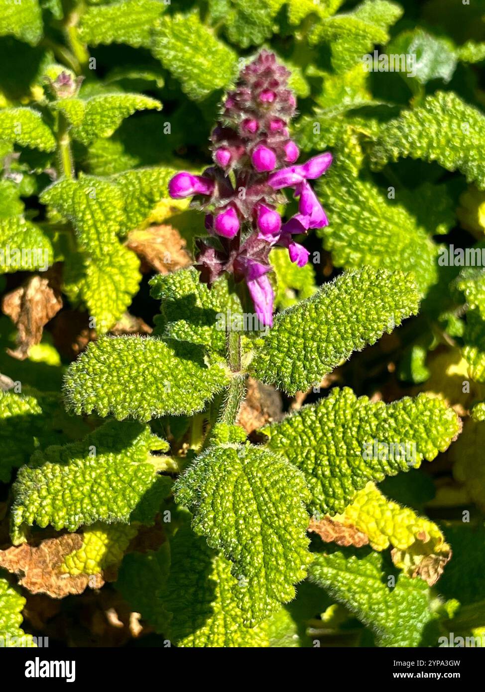 Coastal Hedge-nettle (Stachys chamissonis Stock Photo - Alamy