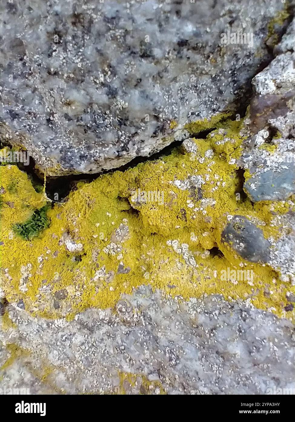 gold dust lichen (Chrysothrix candelaris Stock Photo - Alamy
