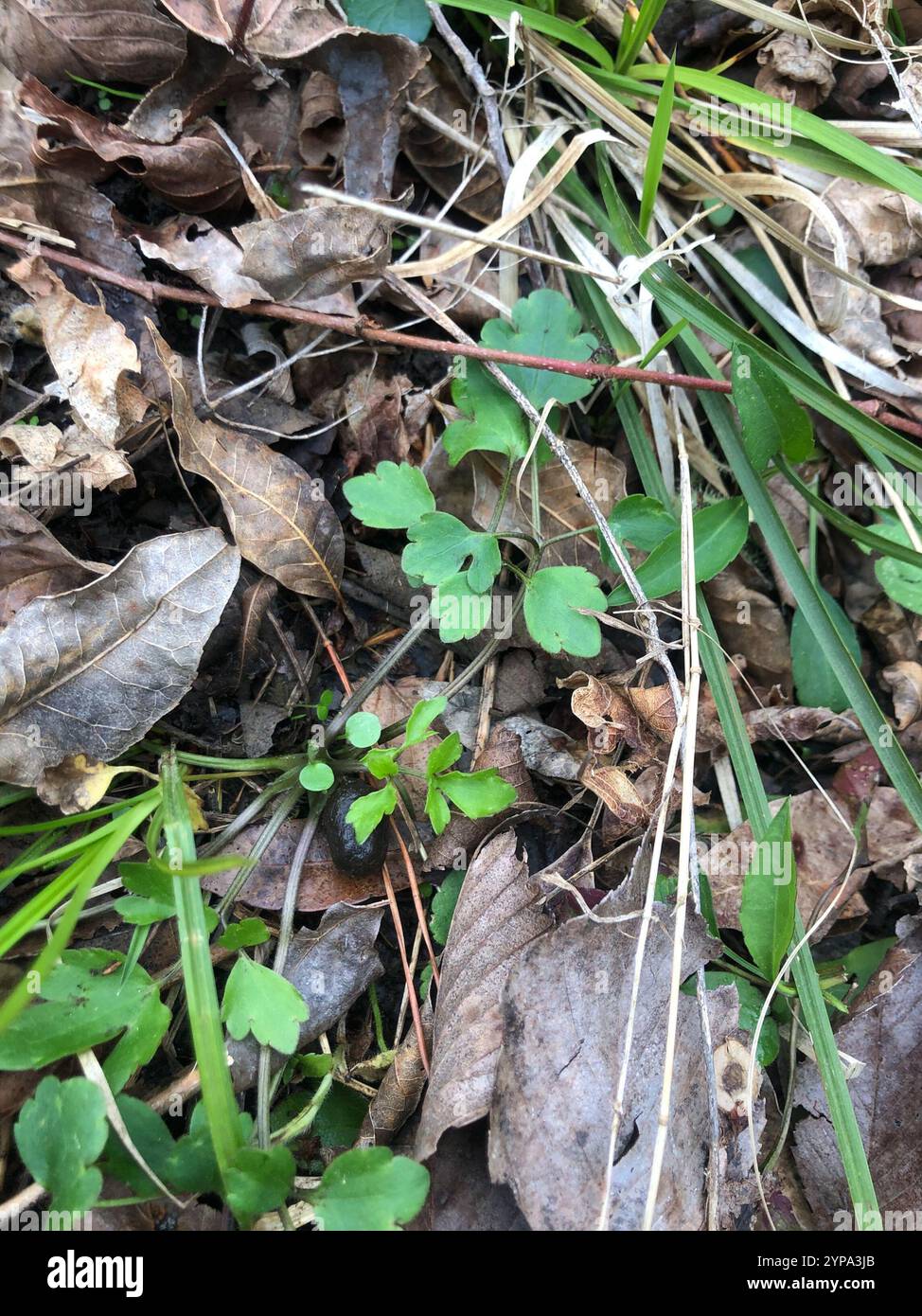 Early Buttercup (Ranunculus fascicularis Stock Photo - Alamy