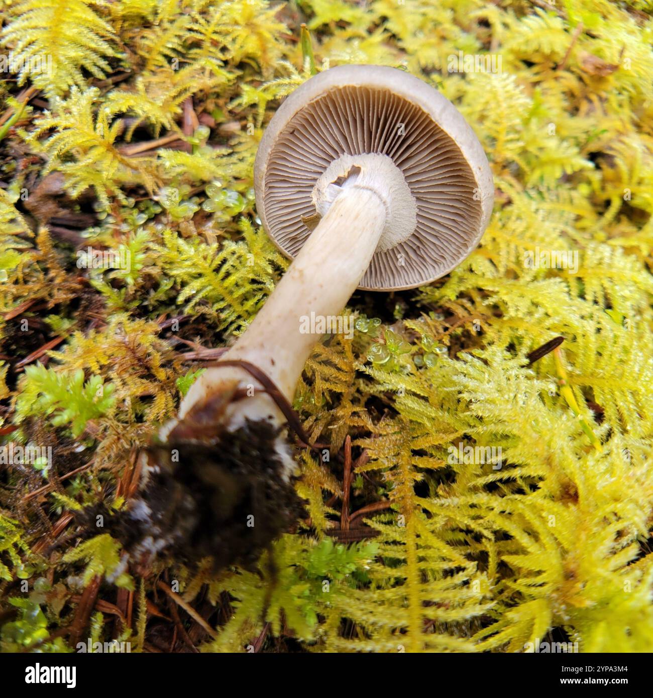 Spring fieldcap hi-res stock photography and images - Alamy