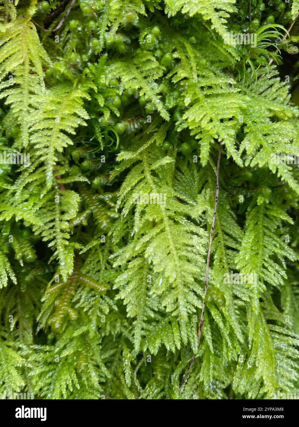 Oregon Beaked Moss (Kindbergia oregana Stock Photo - Alamy