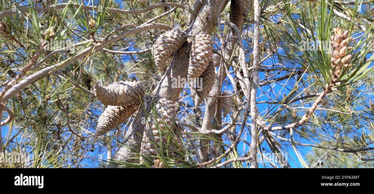 knobcone pine (Pinus attenuata Stock Photo - Alamy