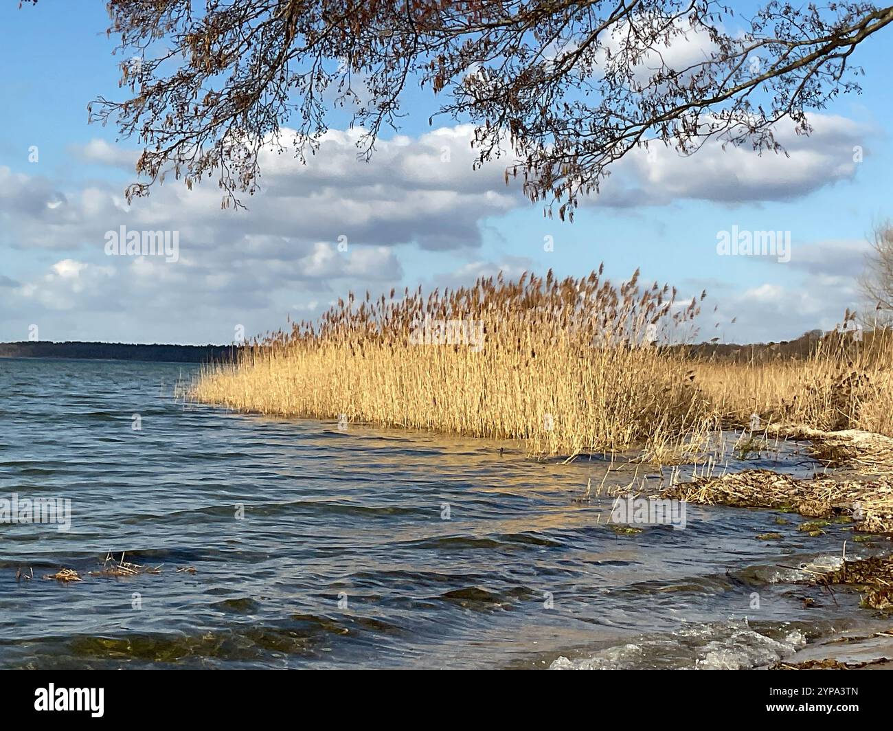 European reed (Phragmites australis australis Stock Photo - Alamy