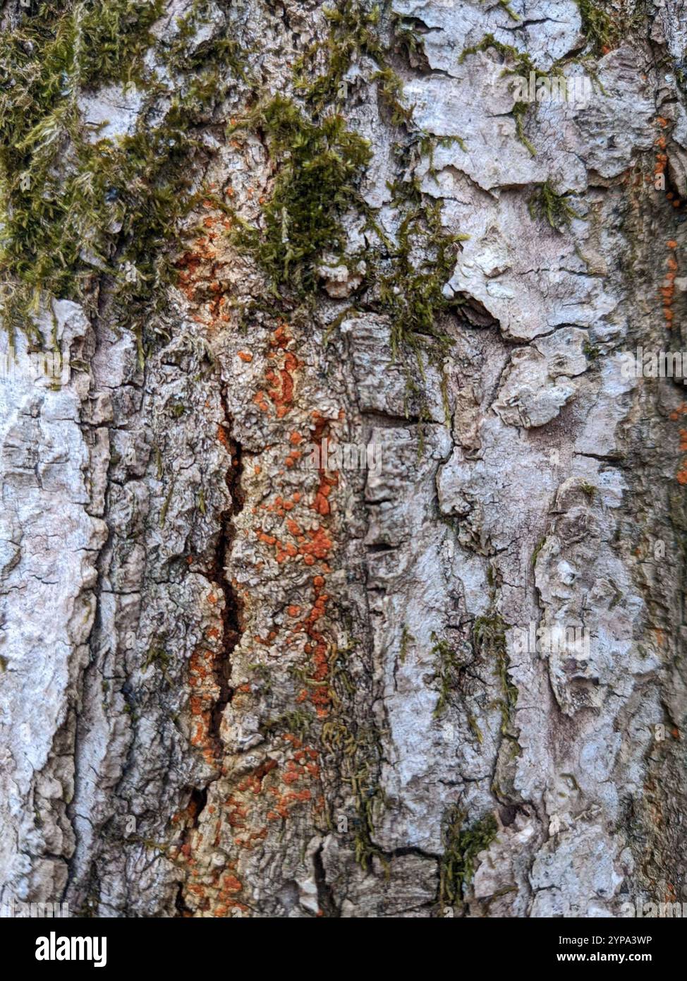 Chestnut Blight (Cryphonectria parasitica Stock Photo - Alamy