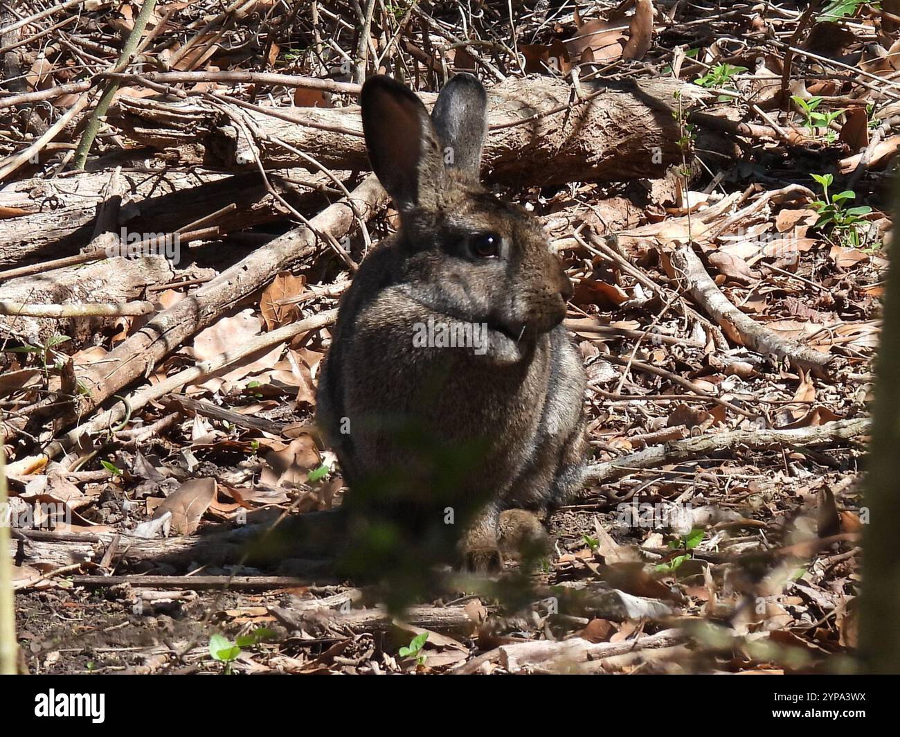 Domestic Rabbit (Oryctolagus cuniculus domesticus Stock Photo - Alamy