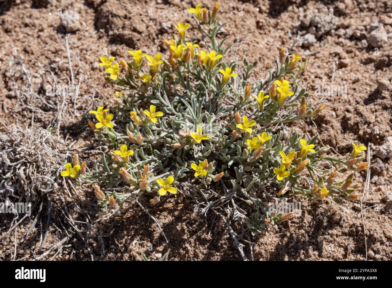 Mountain Bladderpod (Physaria montana Stock Photo - Alamy