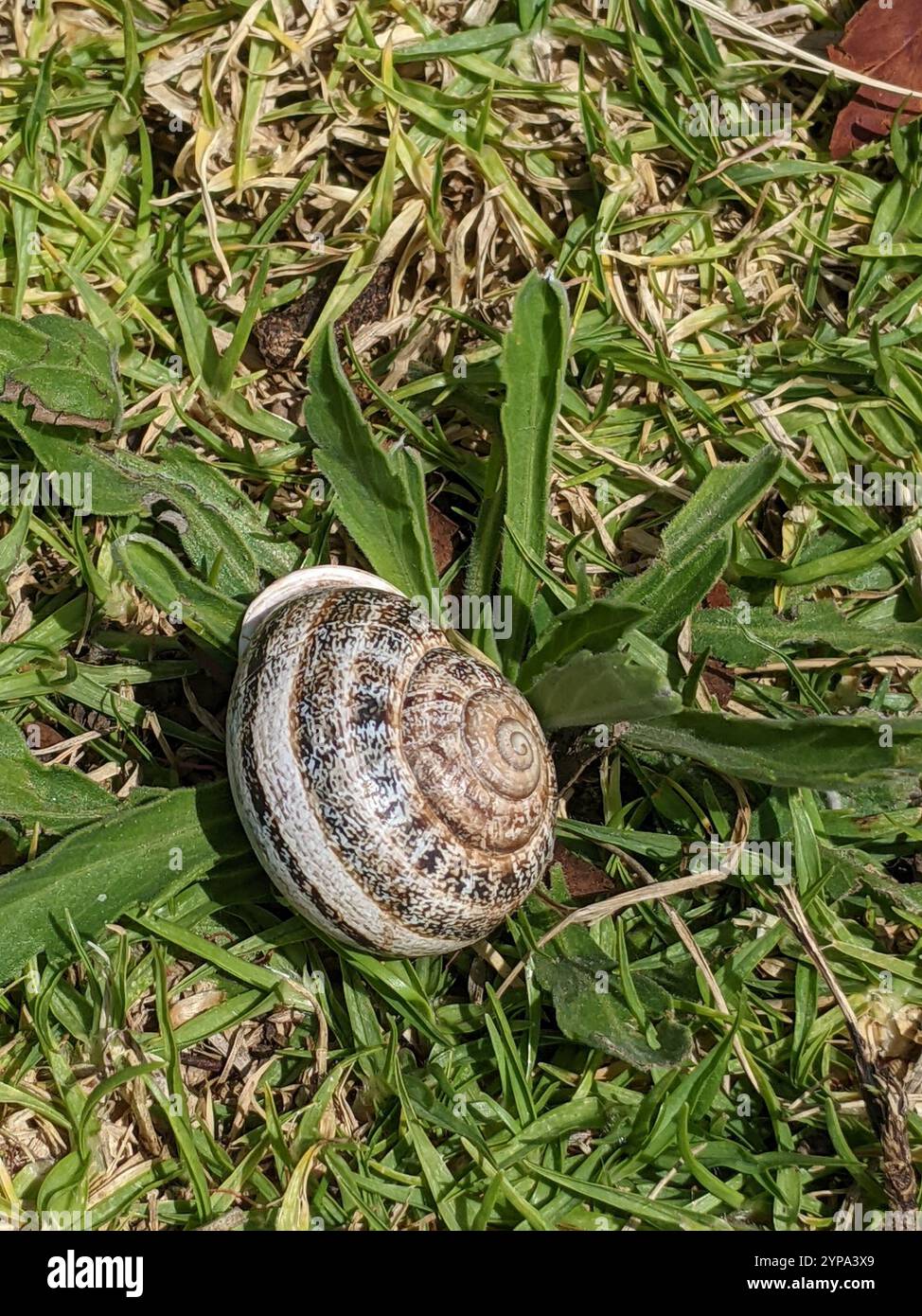 Milk Snail (Otala lactea Stock Photo - Alamy