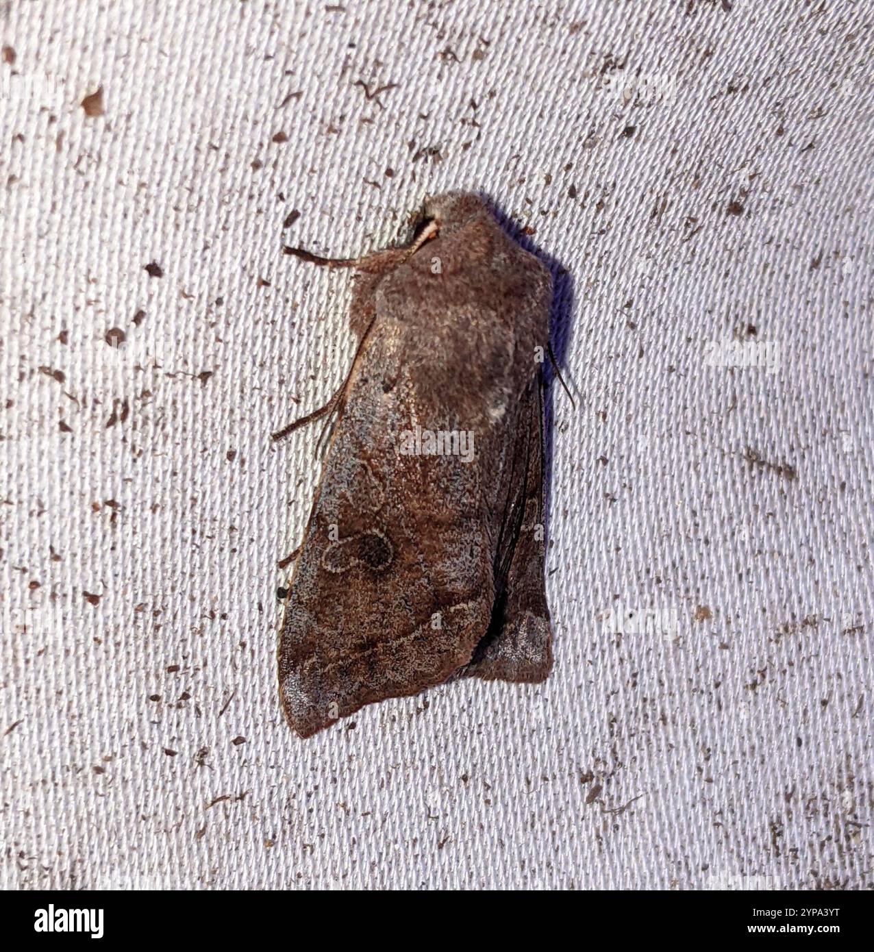 Speckled Green Fruitworm Moth (Orthosia hibisci Stock Photo - Alamy