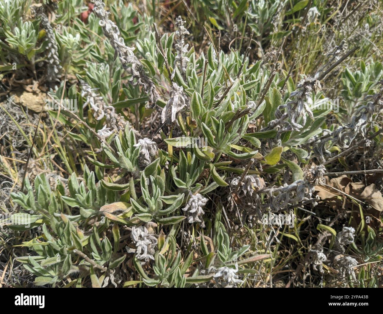 sessileflower false goldenaster (Heterotheca sessiliflora Stock Photo ...