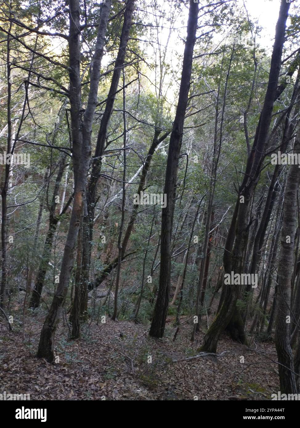 Tanoak (Notholithocarpus densiflorus Stock Photo - Alamy