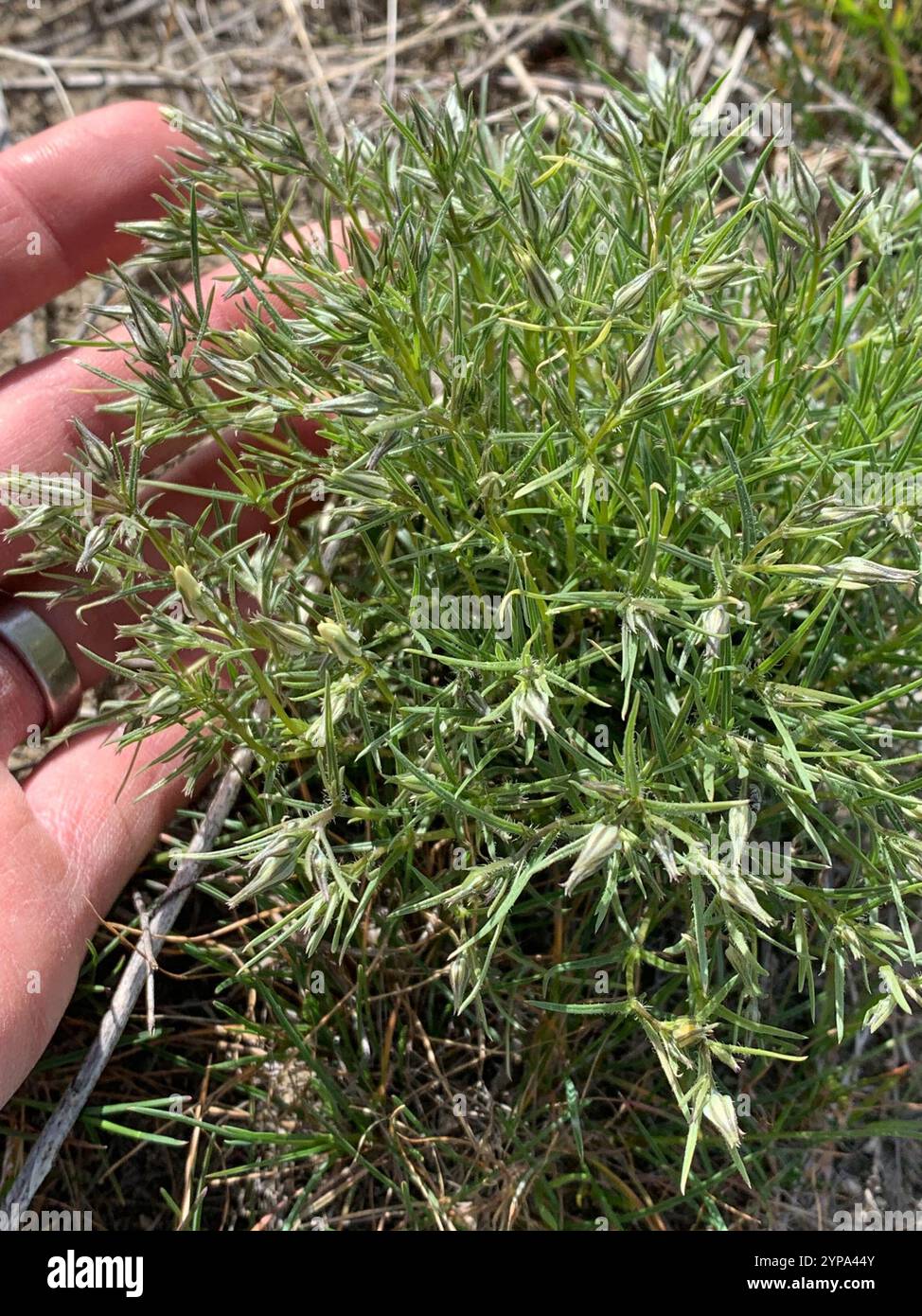 Longleaf Phlox (Phlox longifolia Stock Photo - Alamy