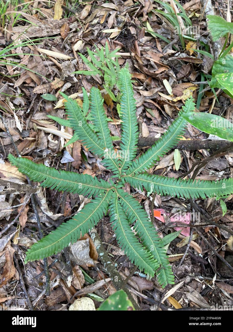 Umbrella fern (Sticherus cunninghamii Stock Photo - Alamy