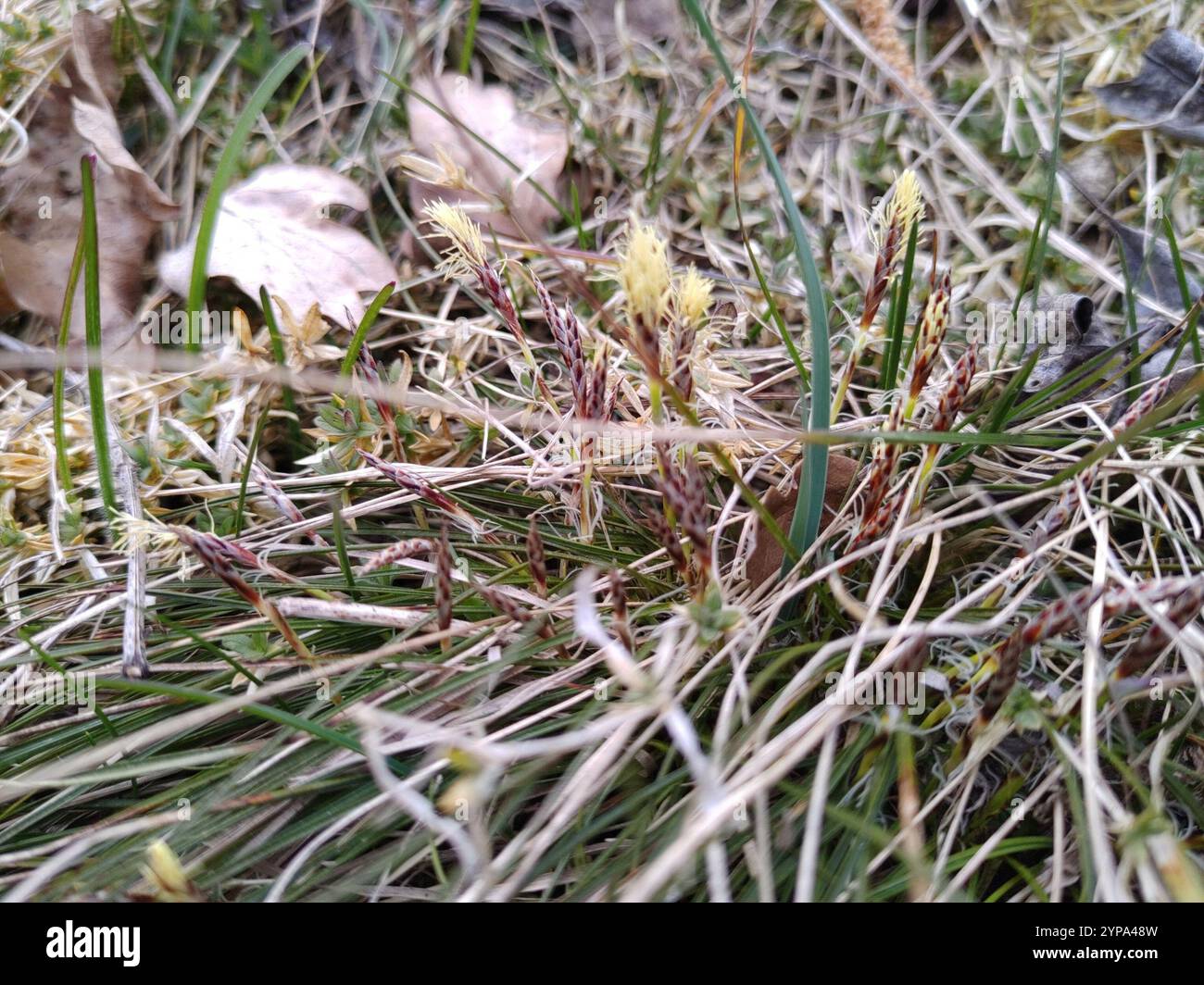 Dwarf Sedge (Carex humilis Stock Photo - Alamy