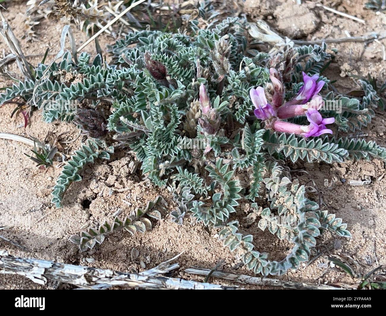 Woolly Locoweed (Astragalus mollissimus Stock Photo - Alamy