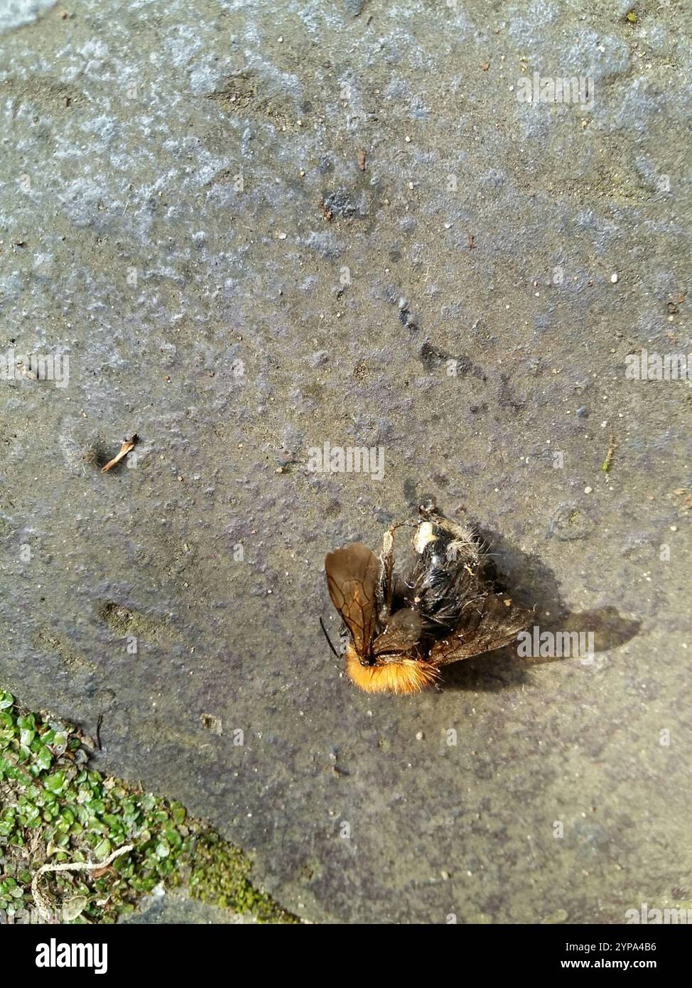 Tree Bumble Bee (Bombus hypnorum Stock Photo - Alamy