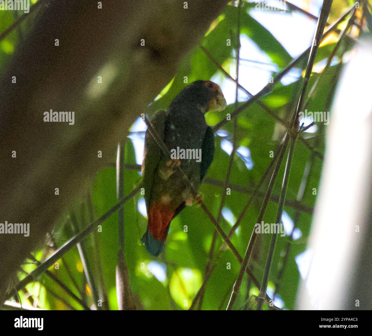 White-crowned Parrot (Pionus senilis Stock Photo - Alamy
