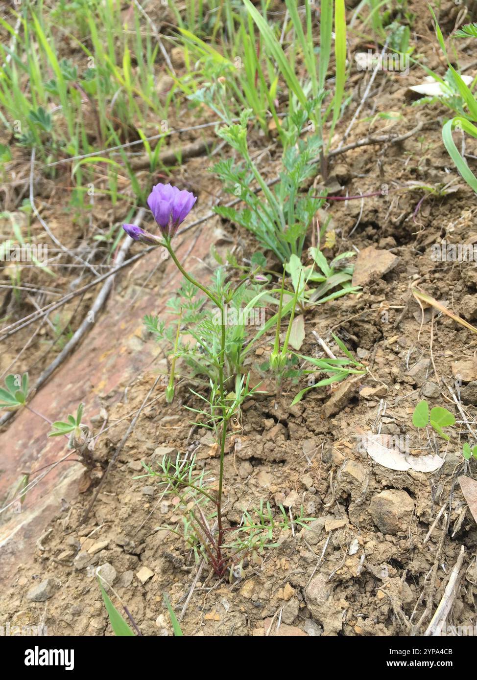 many stemmed California gilia (Gilia achilleifolia multicaulis Stock ...