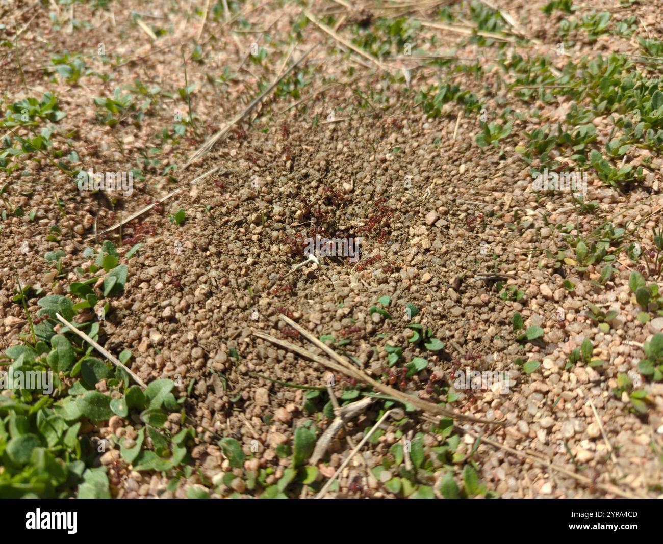 Western Harvester Ant (Pogonomyrmex occidentalis Stock Photo - Alamy