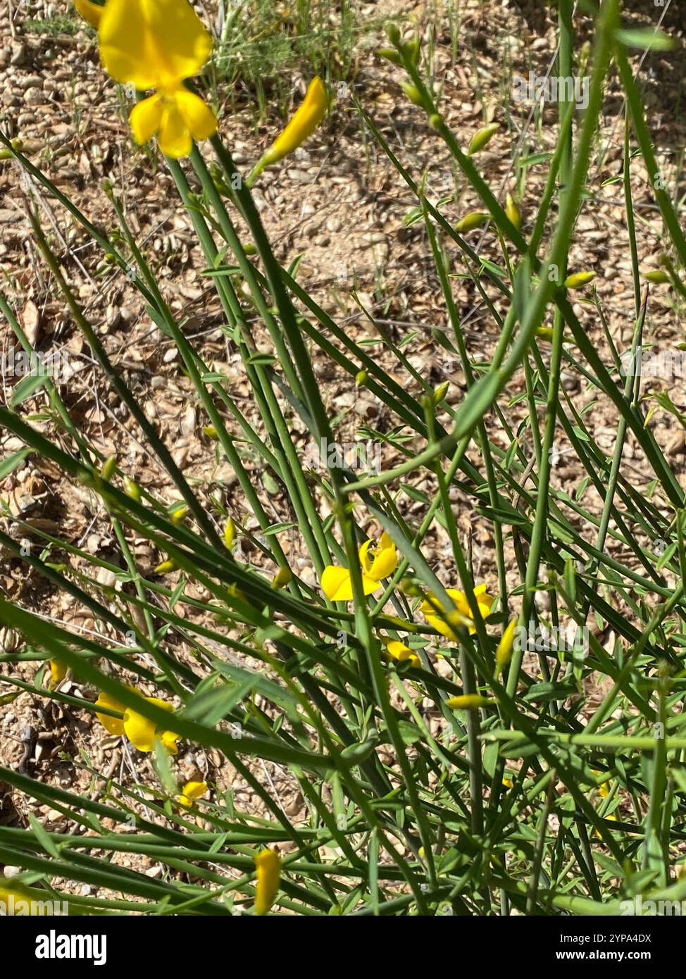Spanish Broom (Spartium junceum Stock Photo - Alamy