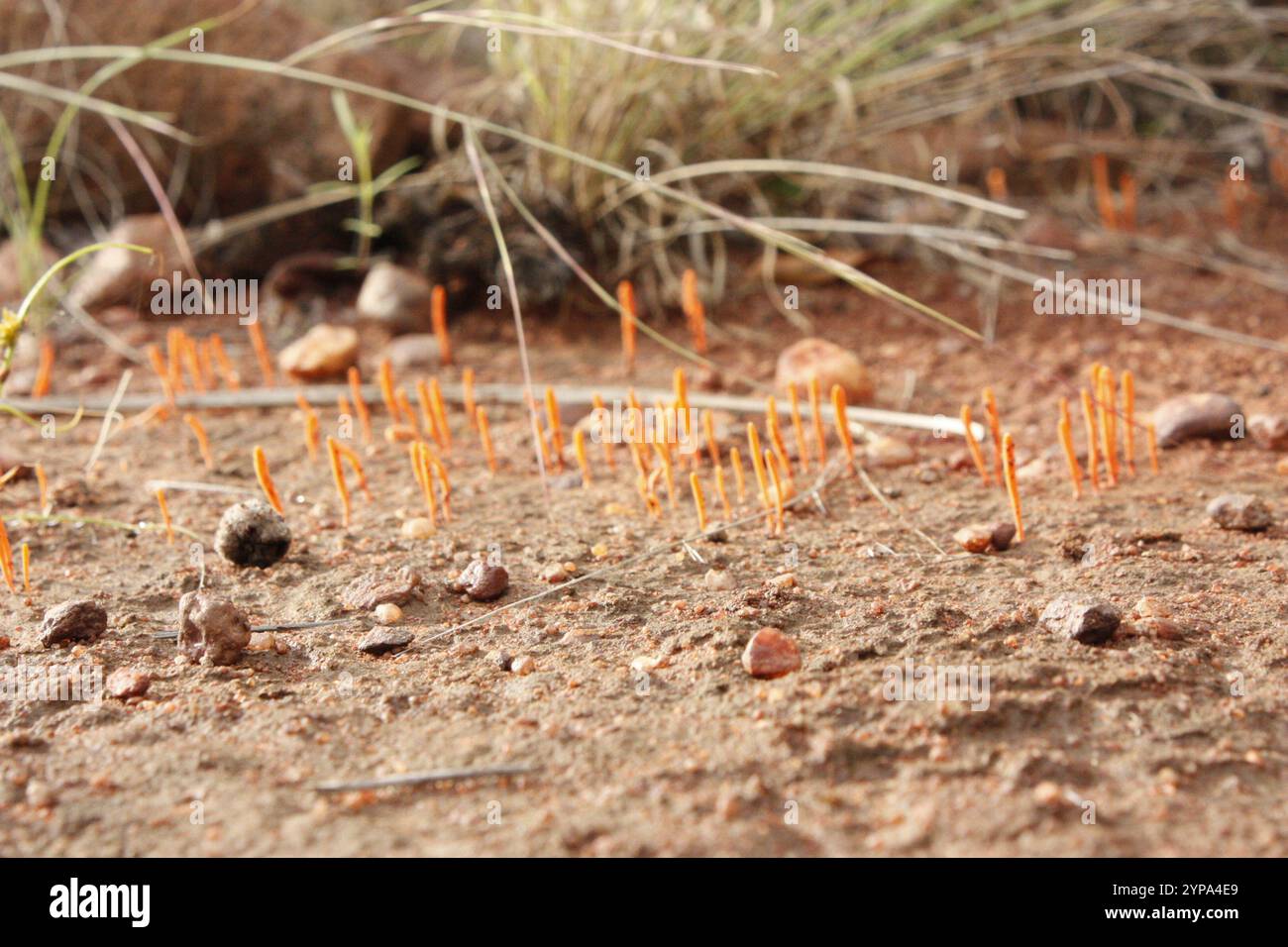 Spicular Clublichen (Sulzbacheromyces miomboensis Stock Photo - Alamy