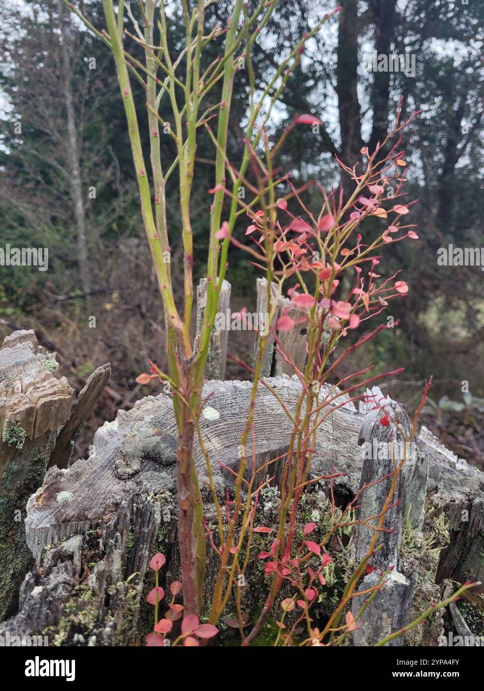 Red Huckleberry (Vaccinium parvifolium Stock Photo - Alamy