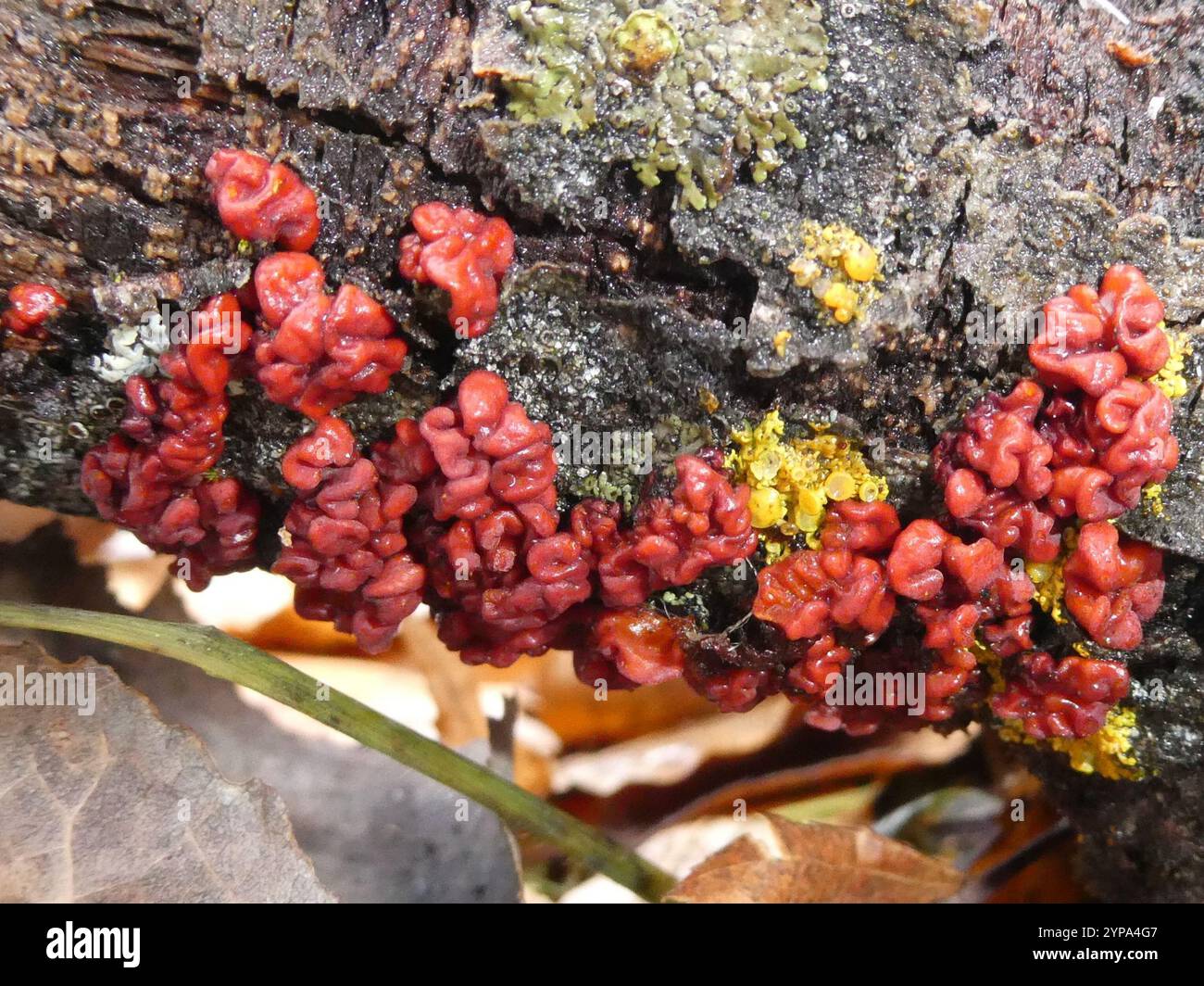 Red Tree Brain Fungus (Peniophora rufa Stock Photo - Alamy